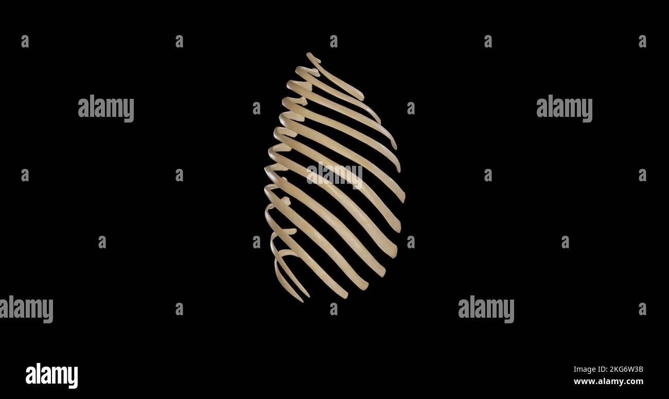Lateral view of Right Ribs Stock Photo - Alamy