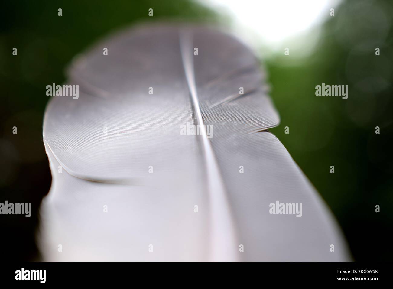 White feather patterns hi-res stock photography and images - Alamy