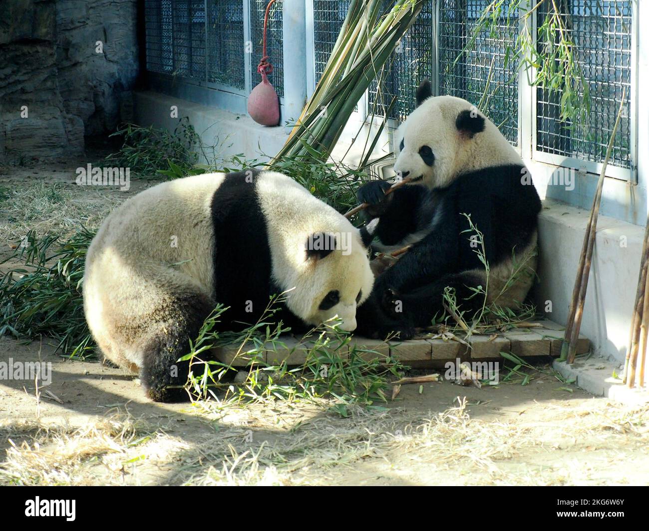 The giant panda twin sisters in Beijing Zoo are cute and lovely ...