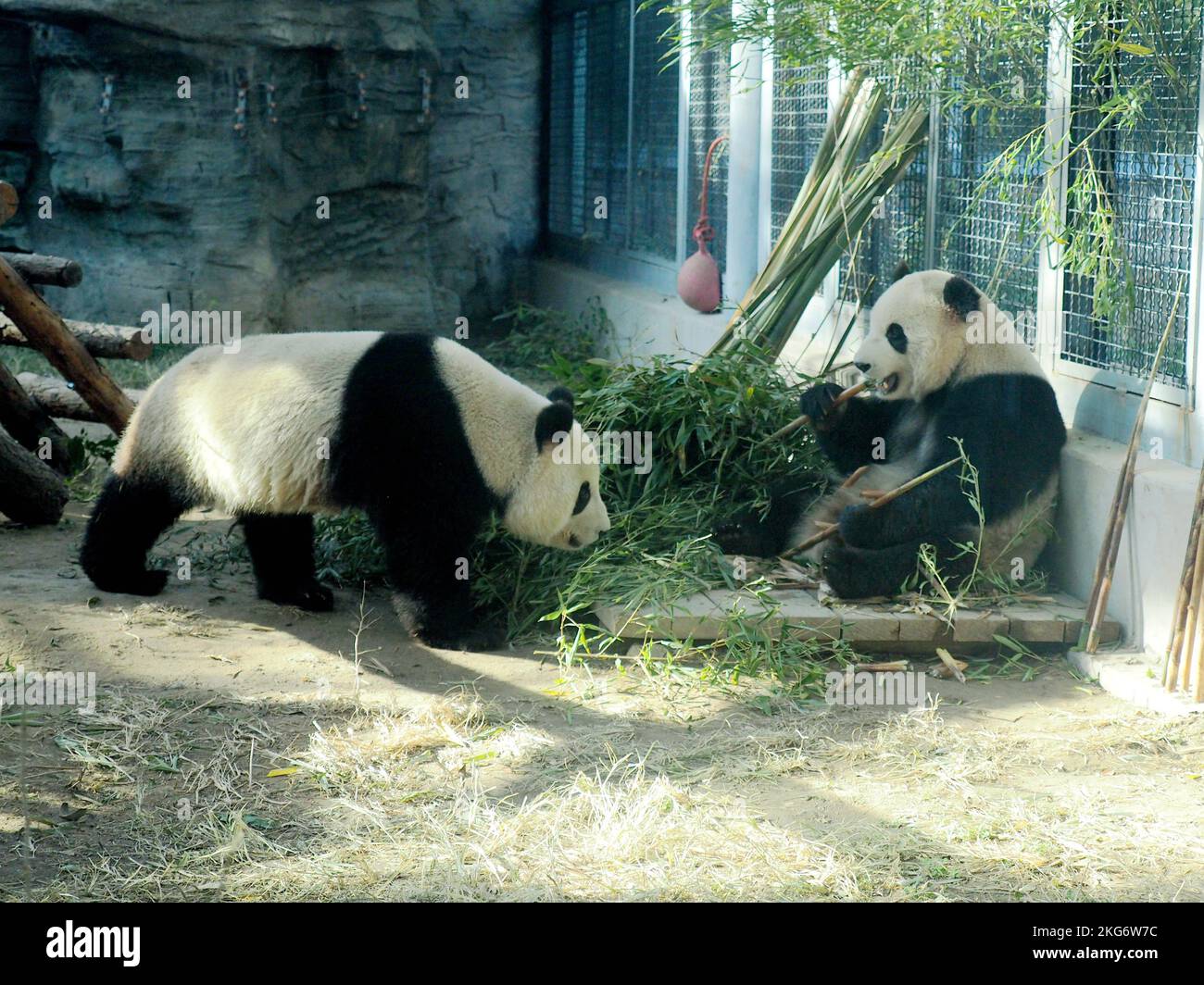 The giant panda twin sisters in Beijing Zoo are cute and lovely ...
