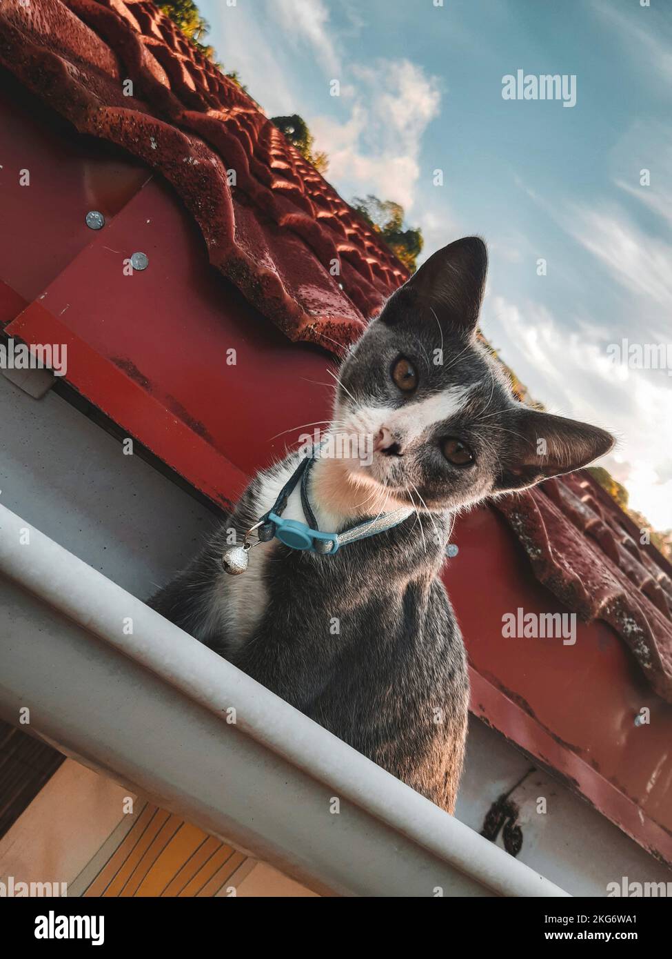 Sam sawet cat hi-res stock photography and images - Alamy
