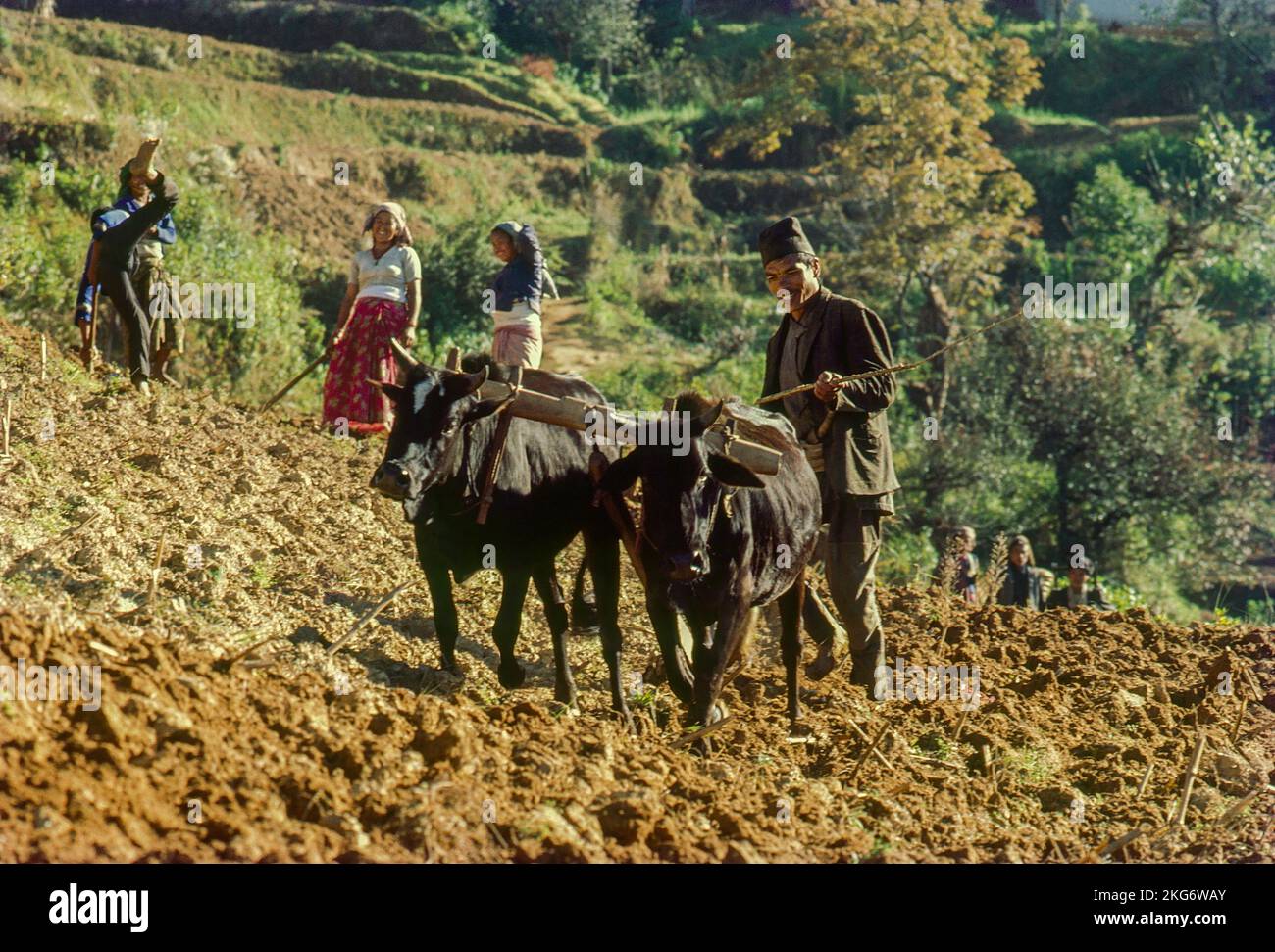 Nepal Farming With Gow