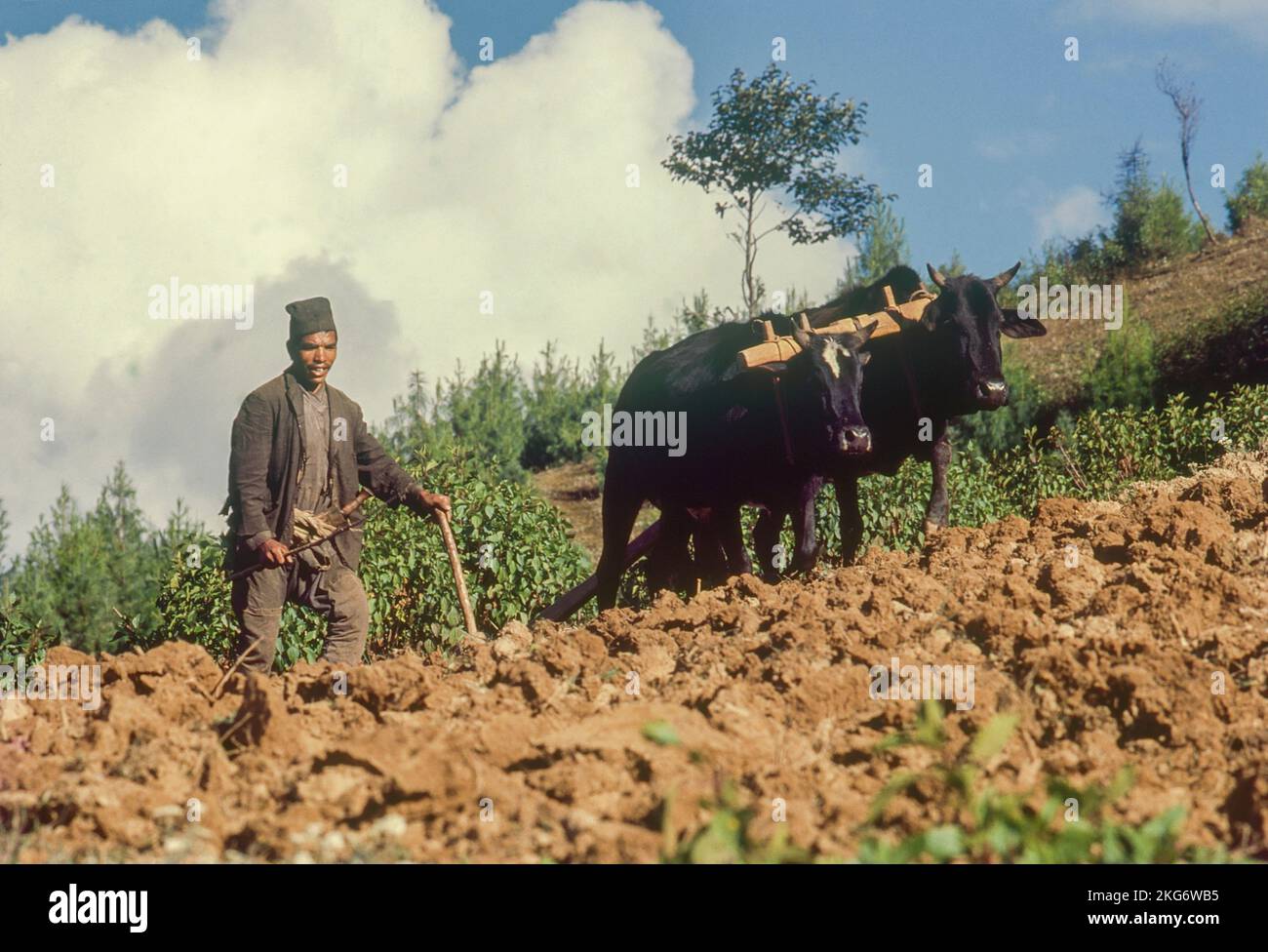 Nepali farmer ploughed land at Jiri village on trekk rut for Everest ...