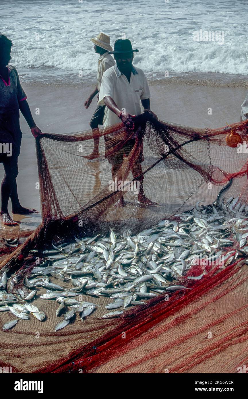 Fish Surmai in the fisherman net at Vengurla beach district Sindhudurga ...
