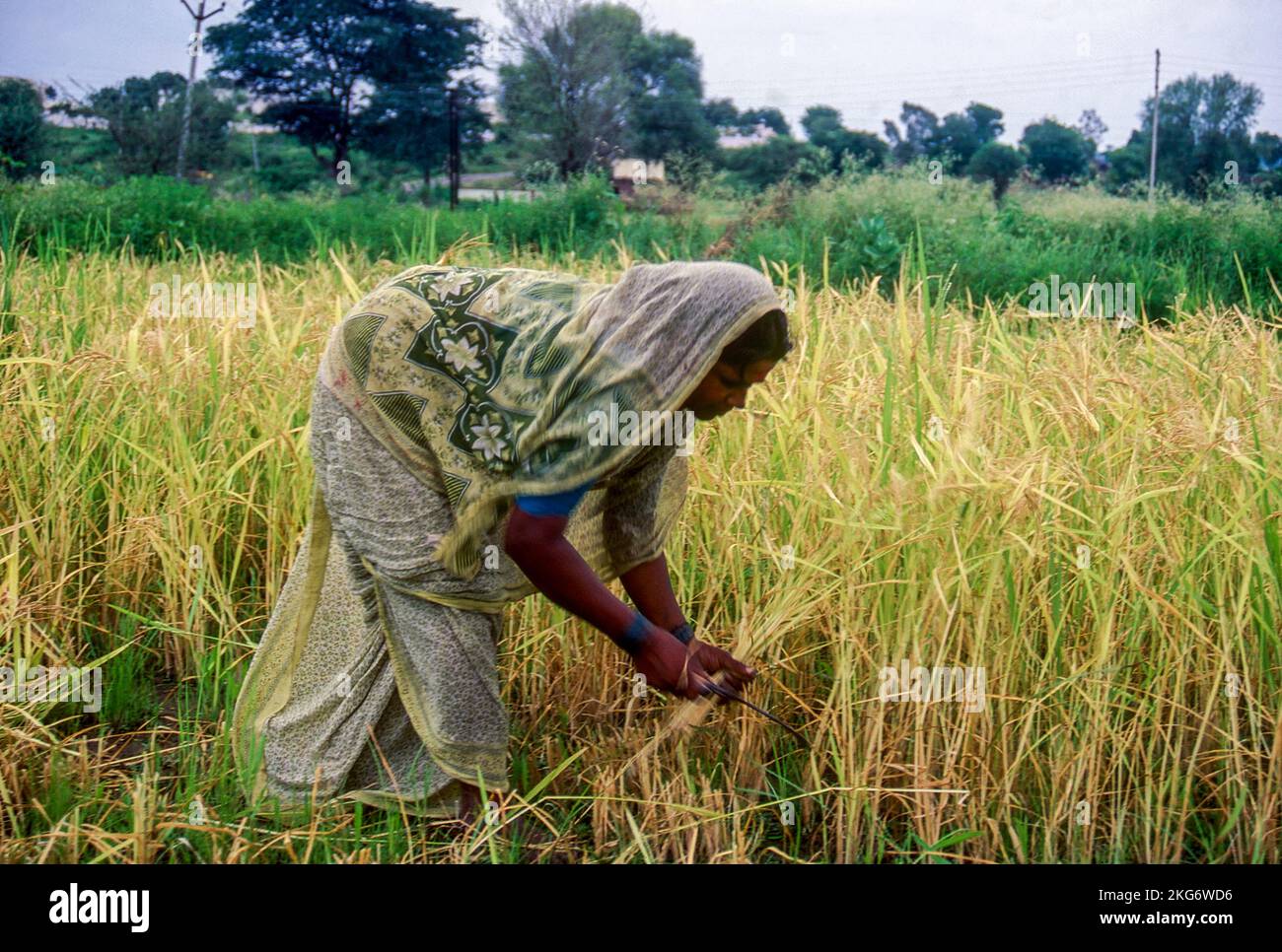 A woman cutting crop rice in the field at Dapoli state Maharashtra ...