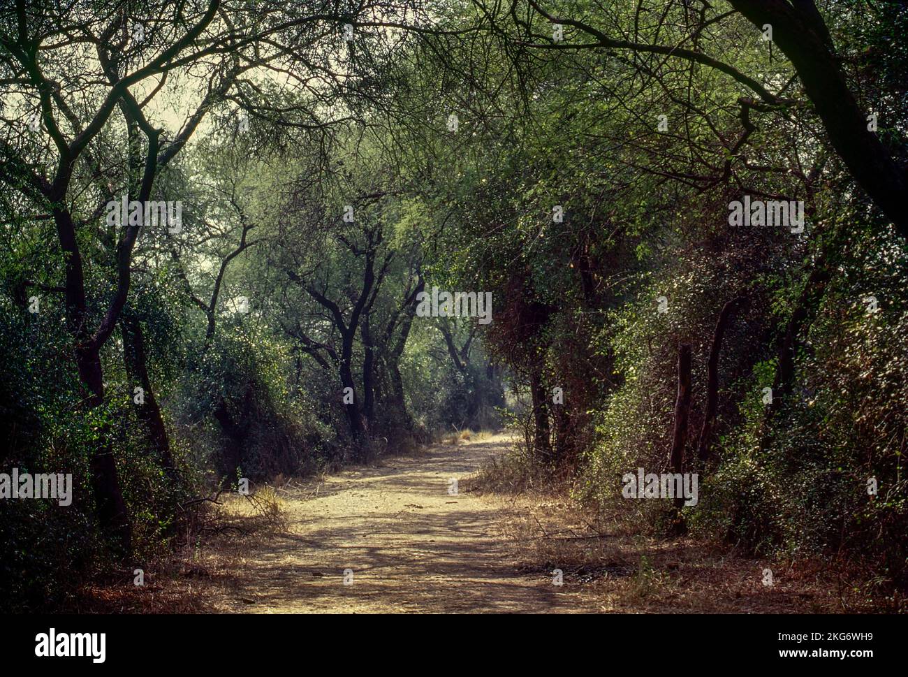 Lonely path at Keoladeo National Park at Bharatpur state Rajasthan ...