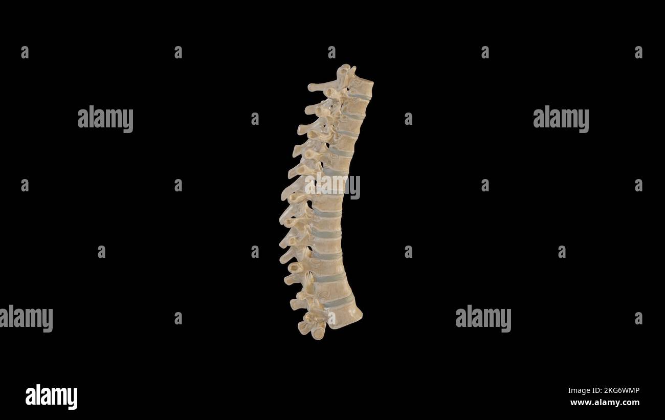 Typical cervical vertebrae hi-res stock photography and images - Alamy