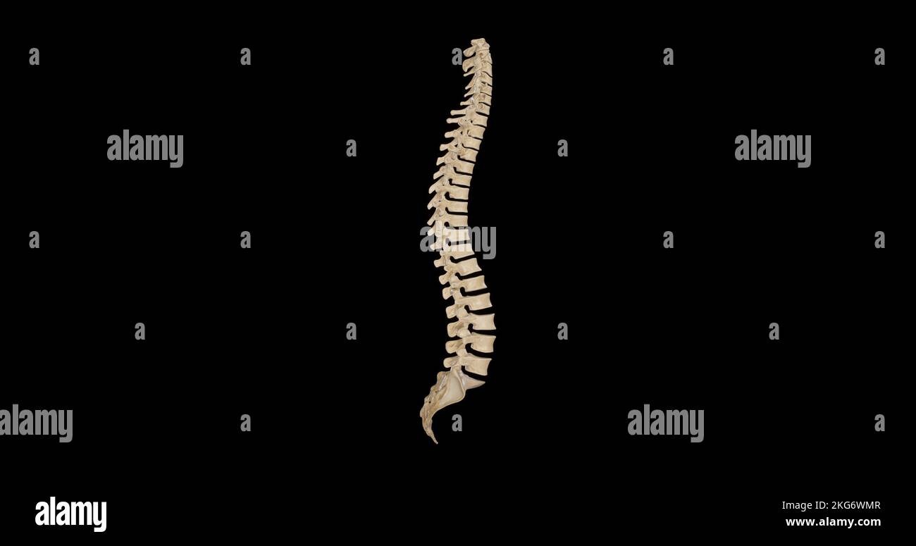 Lateral view of Vertebral Column Stock Photo - Alamy