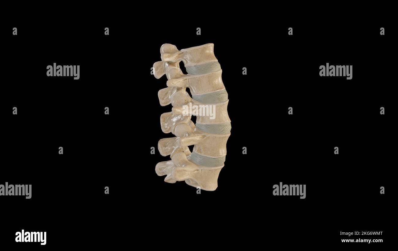 Spine lateral view hi-res stock photography and images - Alamy