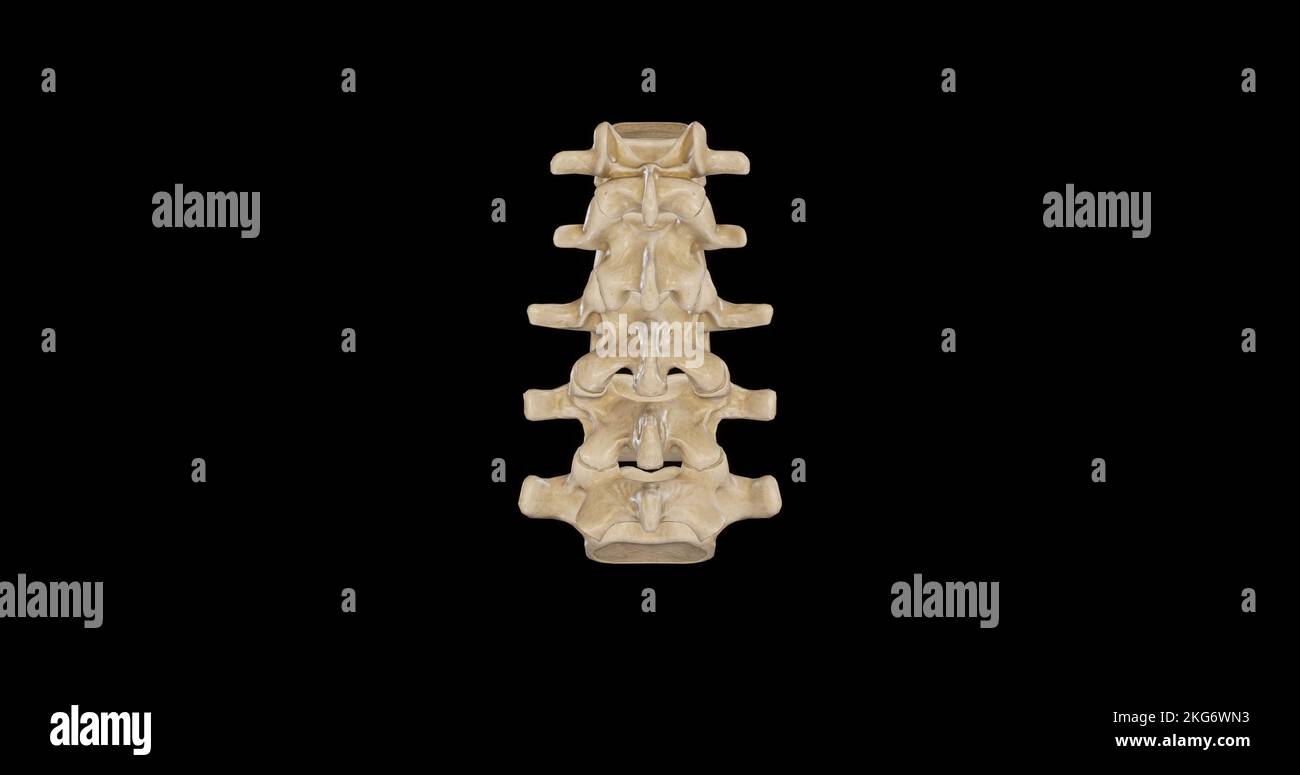 Posterior view of Lumbar Vertebrae Stock Photo - Alamy