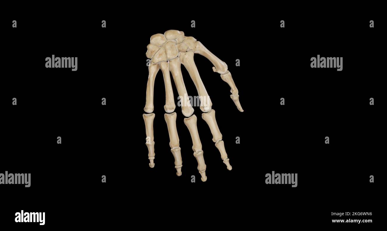 Skeleton Left Hand Side View