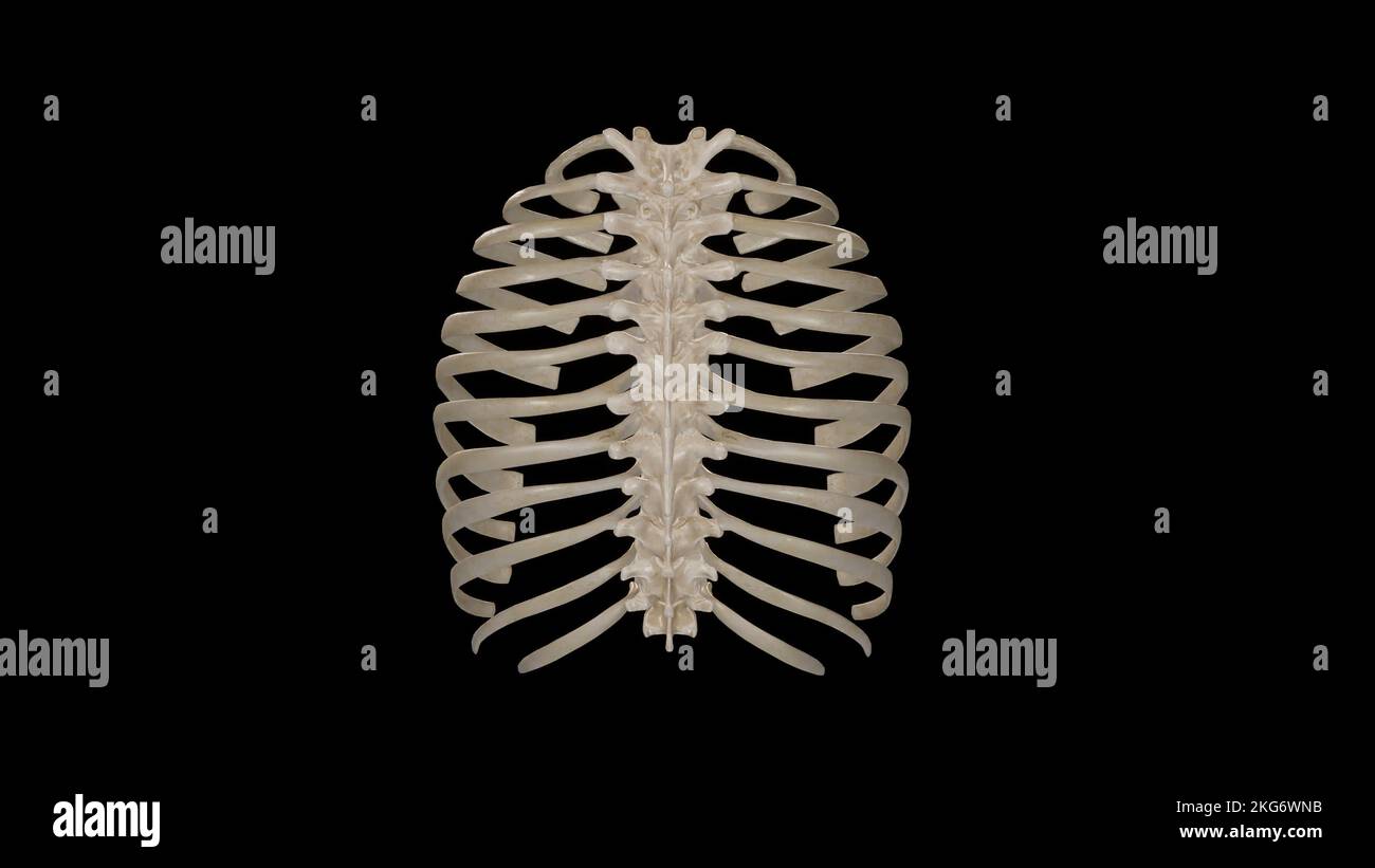Thoracic cage hi-res stock photography and images - Alamy