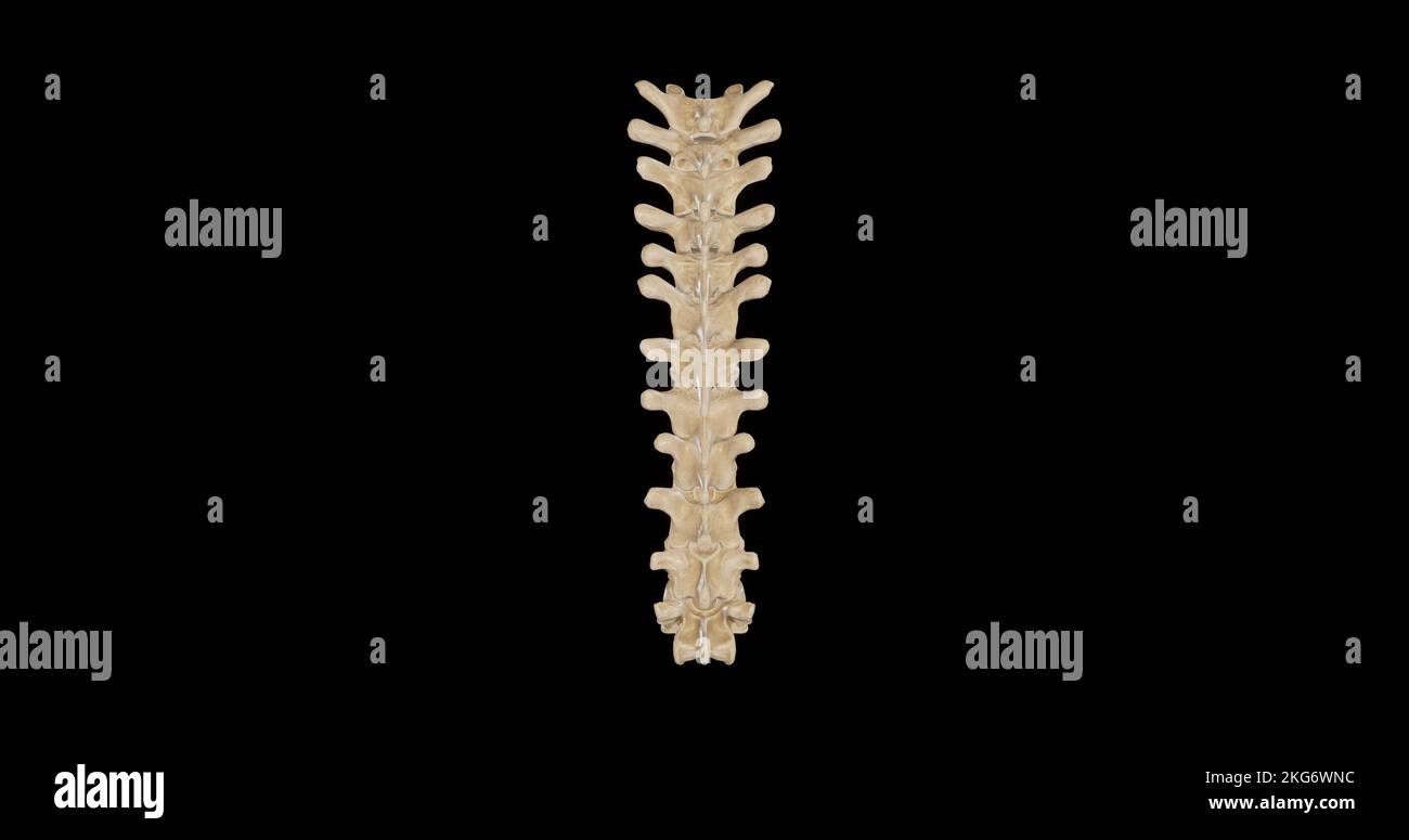 Posterior view of Thoracic Vertebrae Stock Photo - Alamy