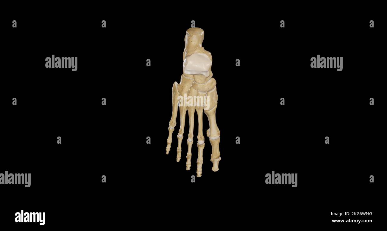 Superior view of Right Foot Stock Photo - Alamy