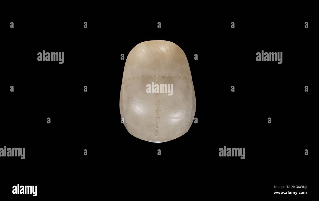 Skull anterior view hi-res stock photography and images - Alamy Skull anterior view hi-res stock photography and images - Alamy