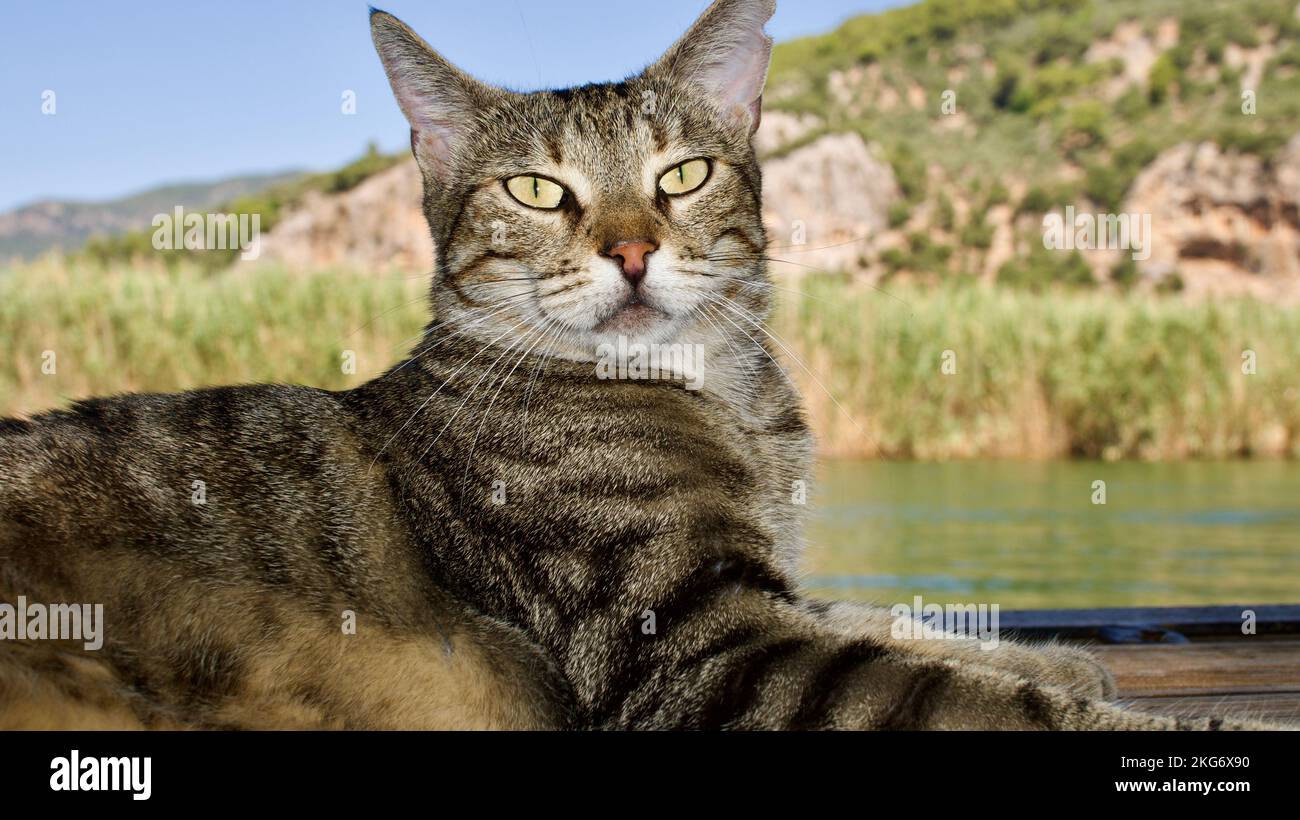 Stray cat of different colors. Street cats of Turkey. Focus on the cat ...