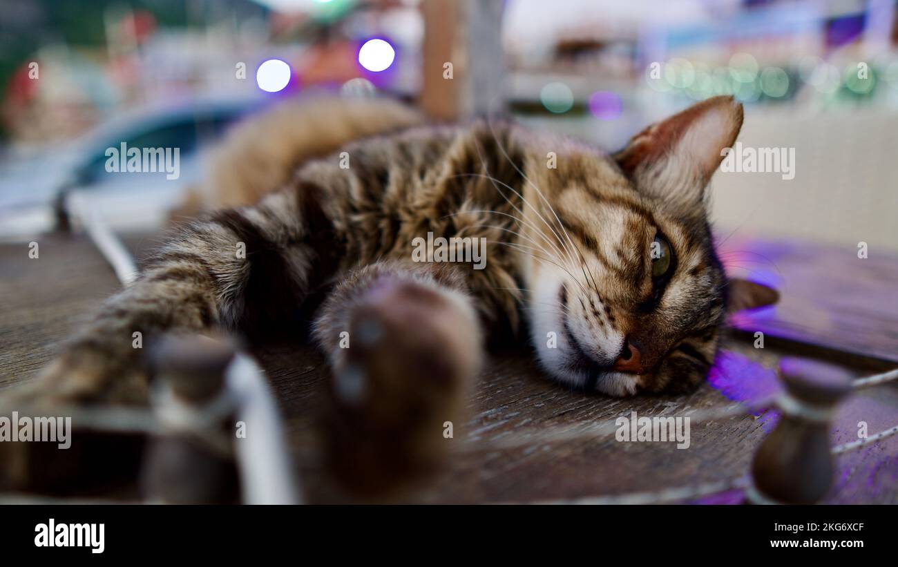 Stray cat of different colors. Street cats of Turkey. Focus on the cat ...