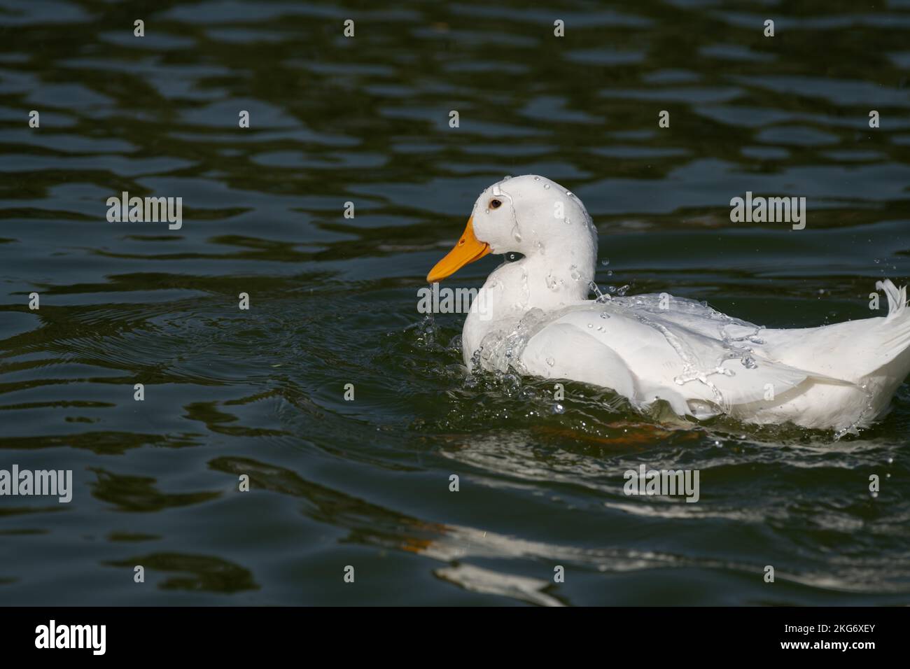 White duck being playful in the lake and splashing water on it's back ...