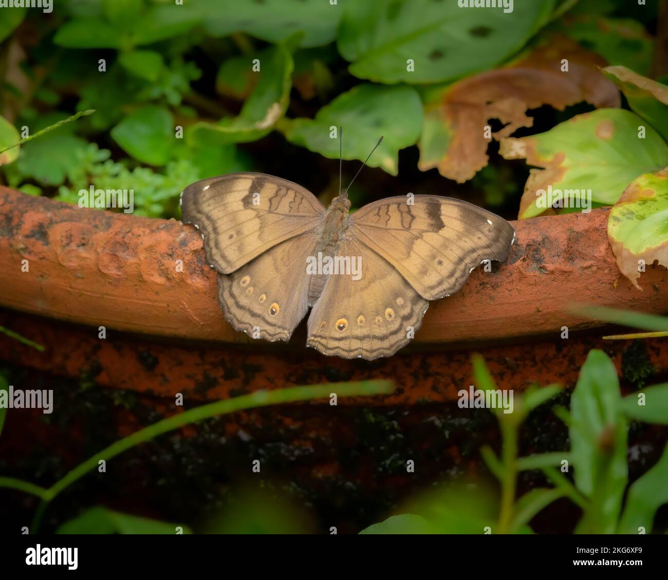 Dorsal view of a Chocolate Pansy (Junonia iphita) butterfly resting on ...