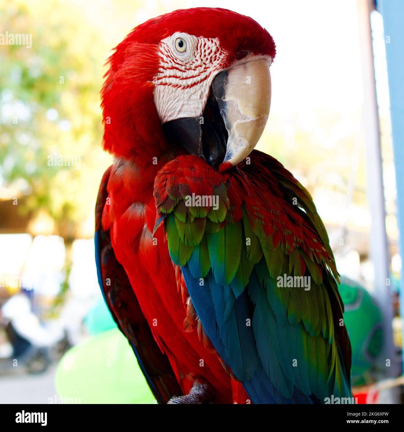 Red and yellow macaw. Colorful parrot Stock Photo - Alamy