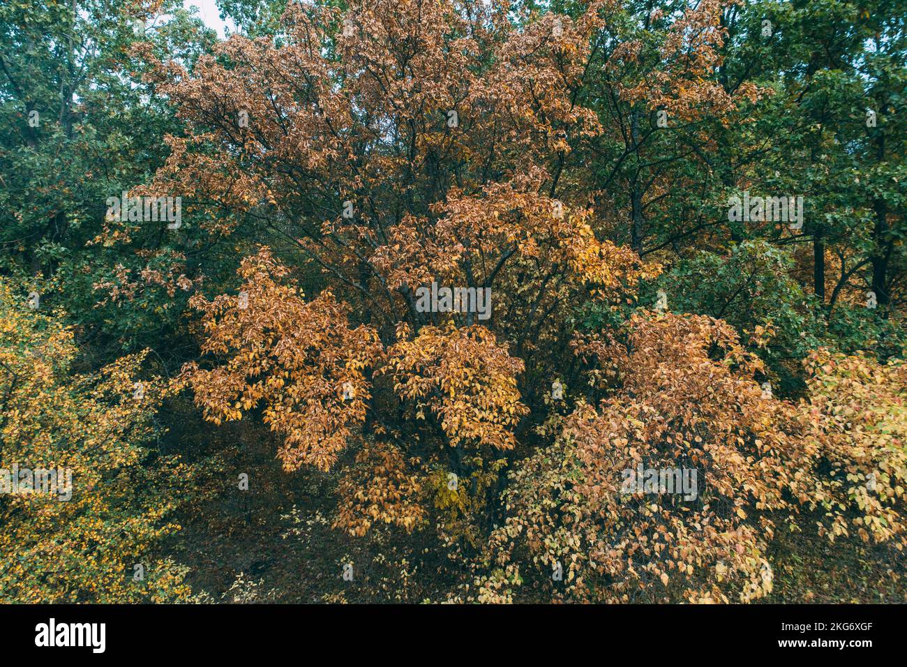 Beautiful shot forest hill hi-res stock photography and images - Alamy