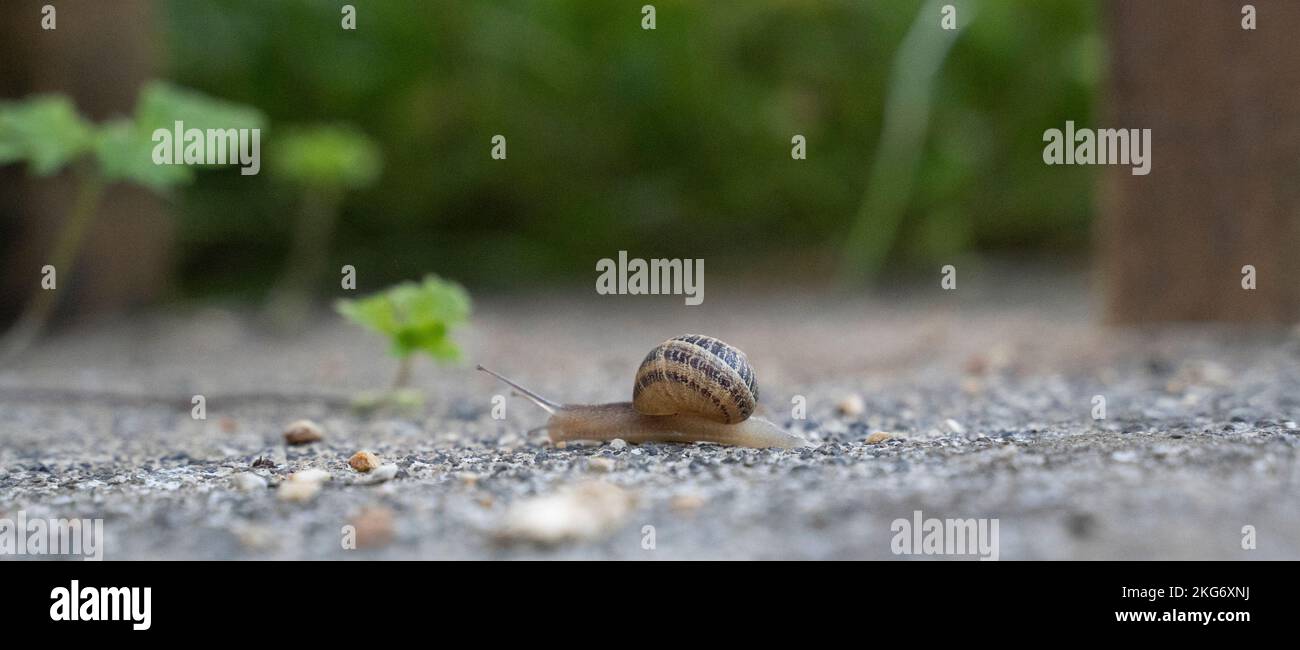snail moving slowly in the ground of a garden Stock Photo - Alamy