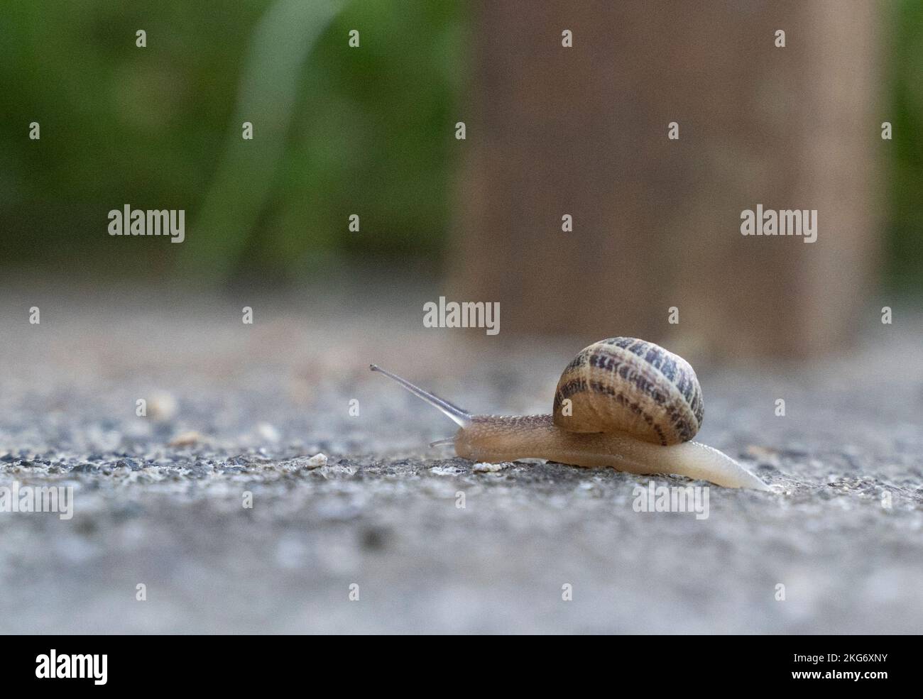 snail moving slowly in the ground of a garden Stock Photo - Alamy