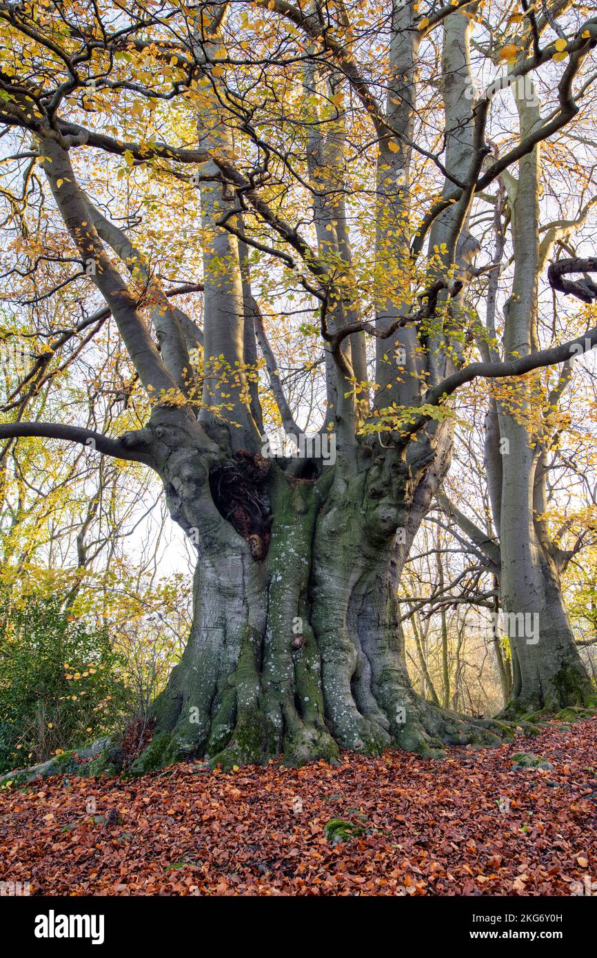 Fagus sylvatica. Ancient Beech trees with autumn foliage in the ...