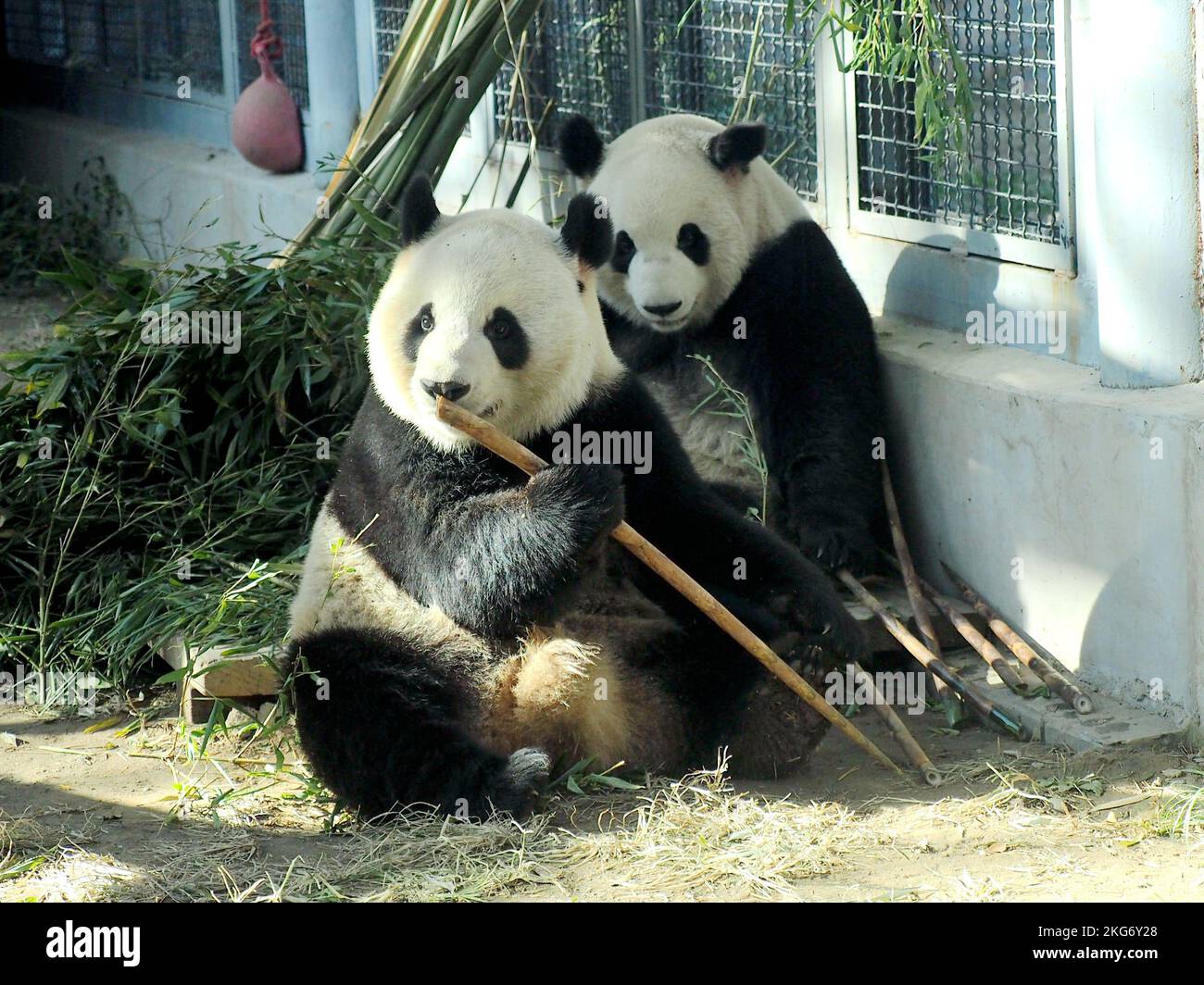 The giant panda twin sisters in Beijing Zoo are cute and lovely ...
