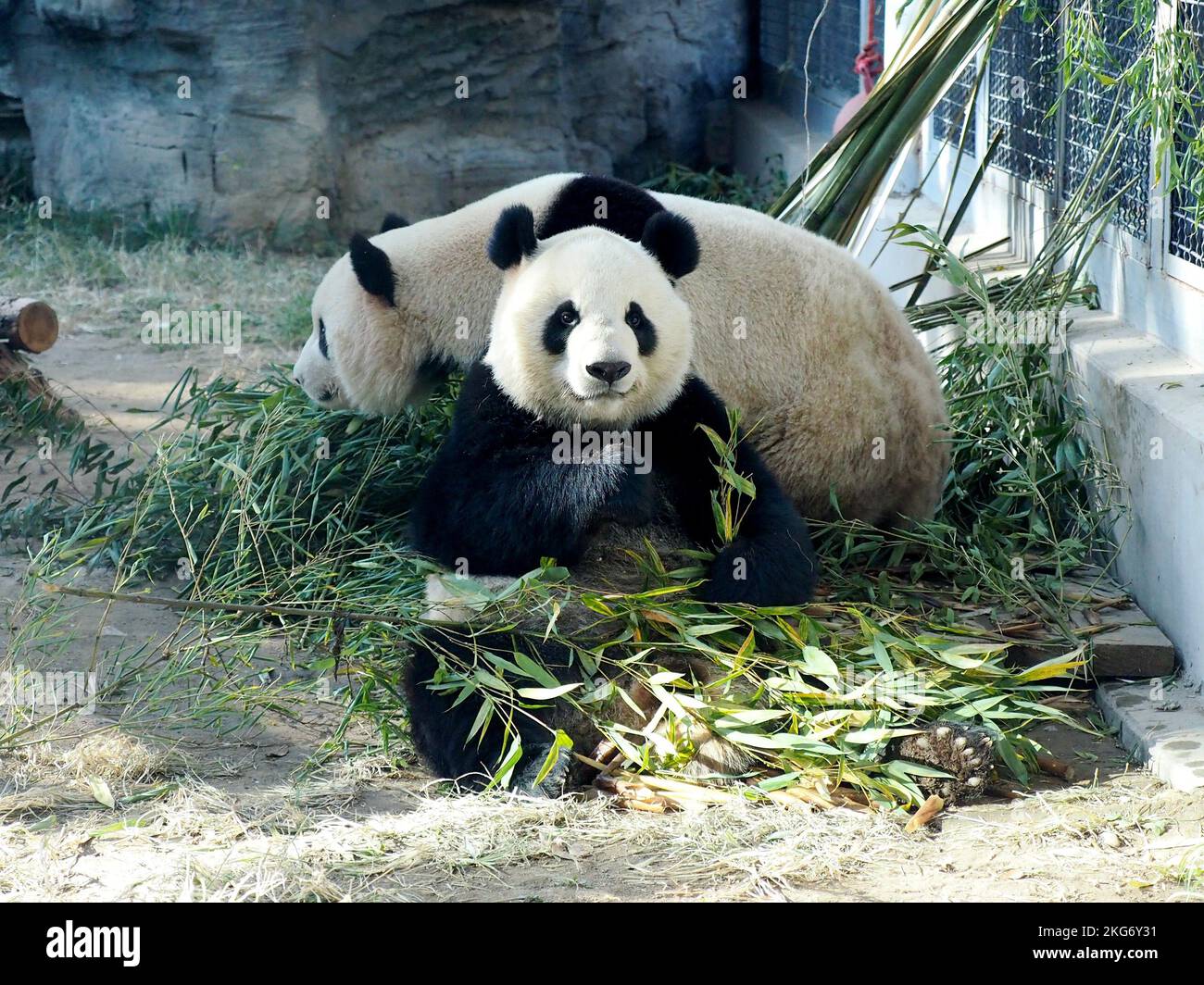 The giant panda twin sisters in Beijing Zoo are cute and lovely ...