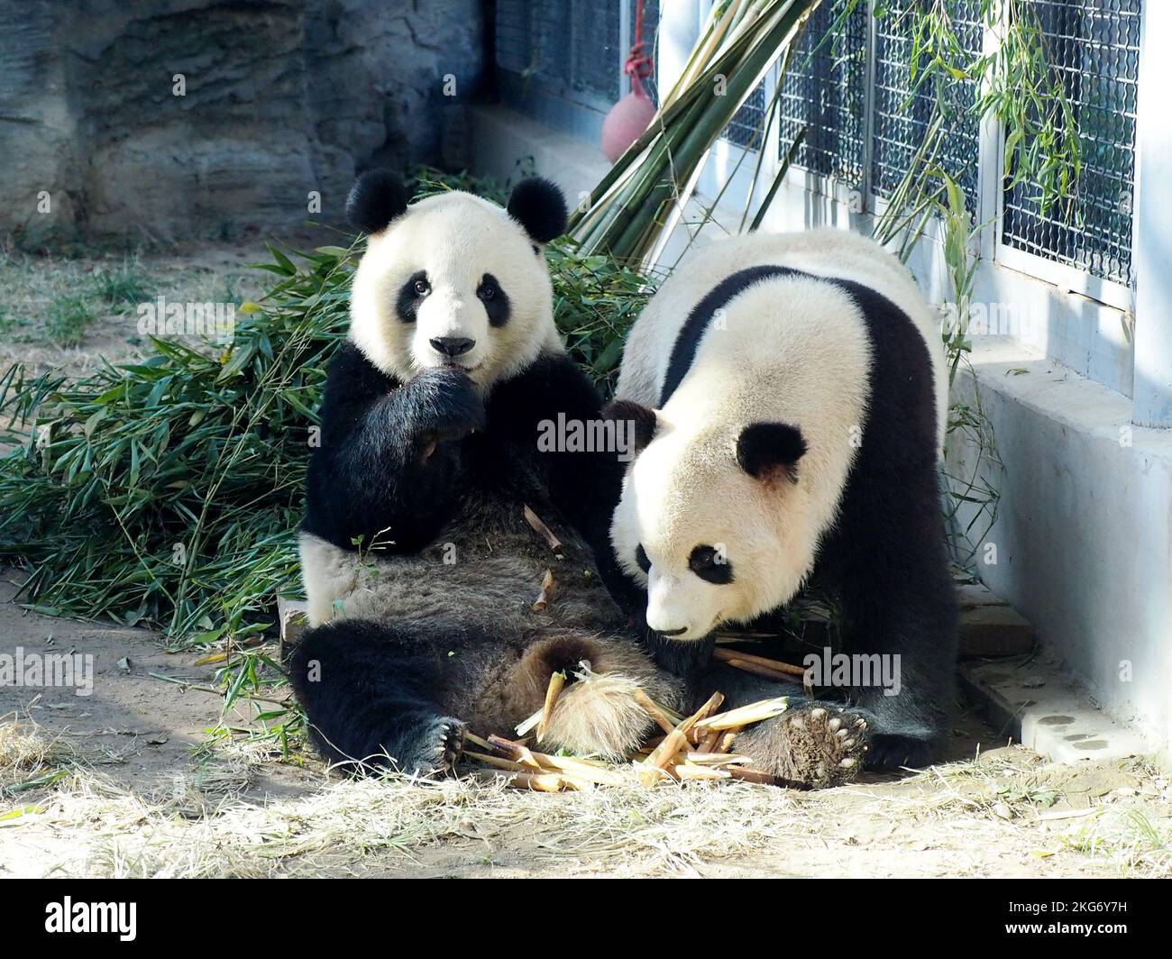 The giant panda twin sisters in Beijing Zoo are cute and lovely ...