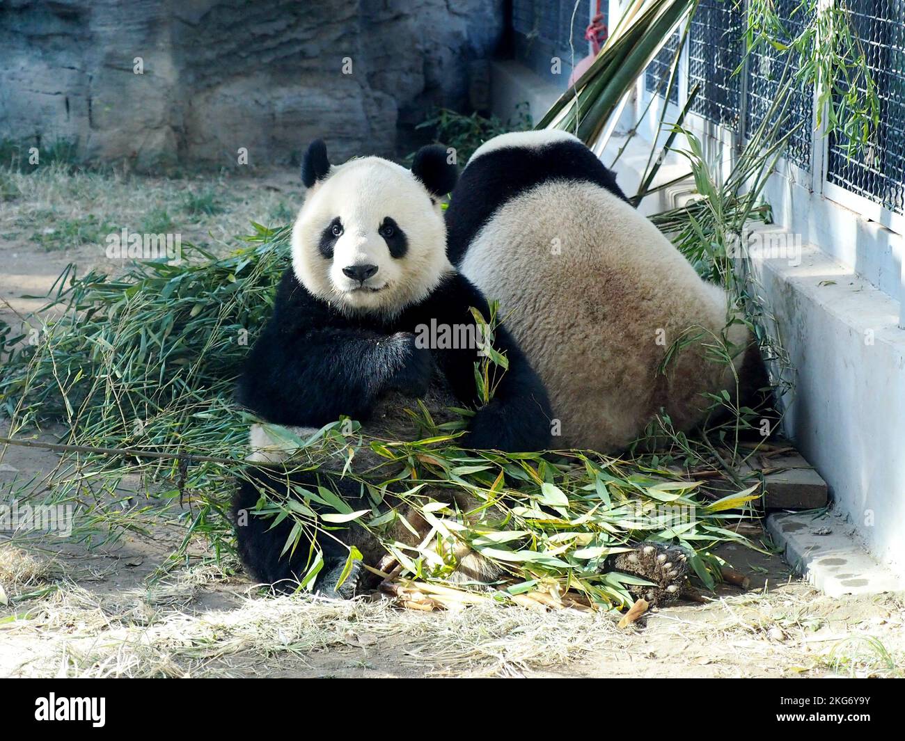 The giant panda twin sisters in Beijing Zoo are cute and lovely ...
