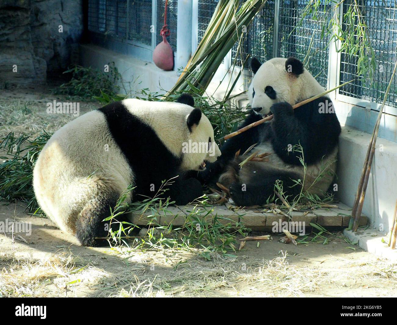 The giant panda twin sisters in Beijing Zoo are cute and lovely ...