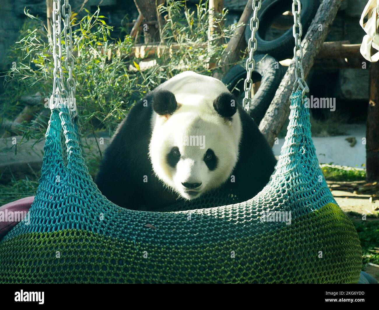 The giant panda in Beijing Zoo is cute and lovely, Beijing, China, 21 ...