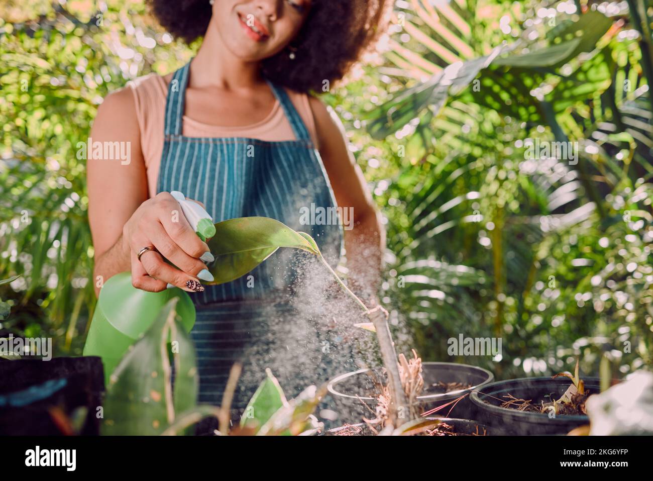 Botanist woman, spray water and plant in garden, backyard or nursery ...