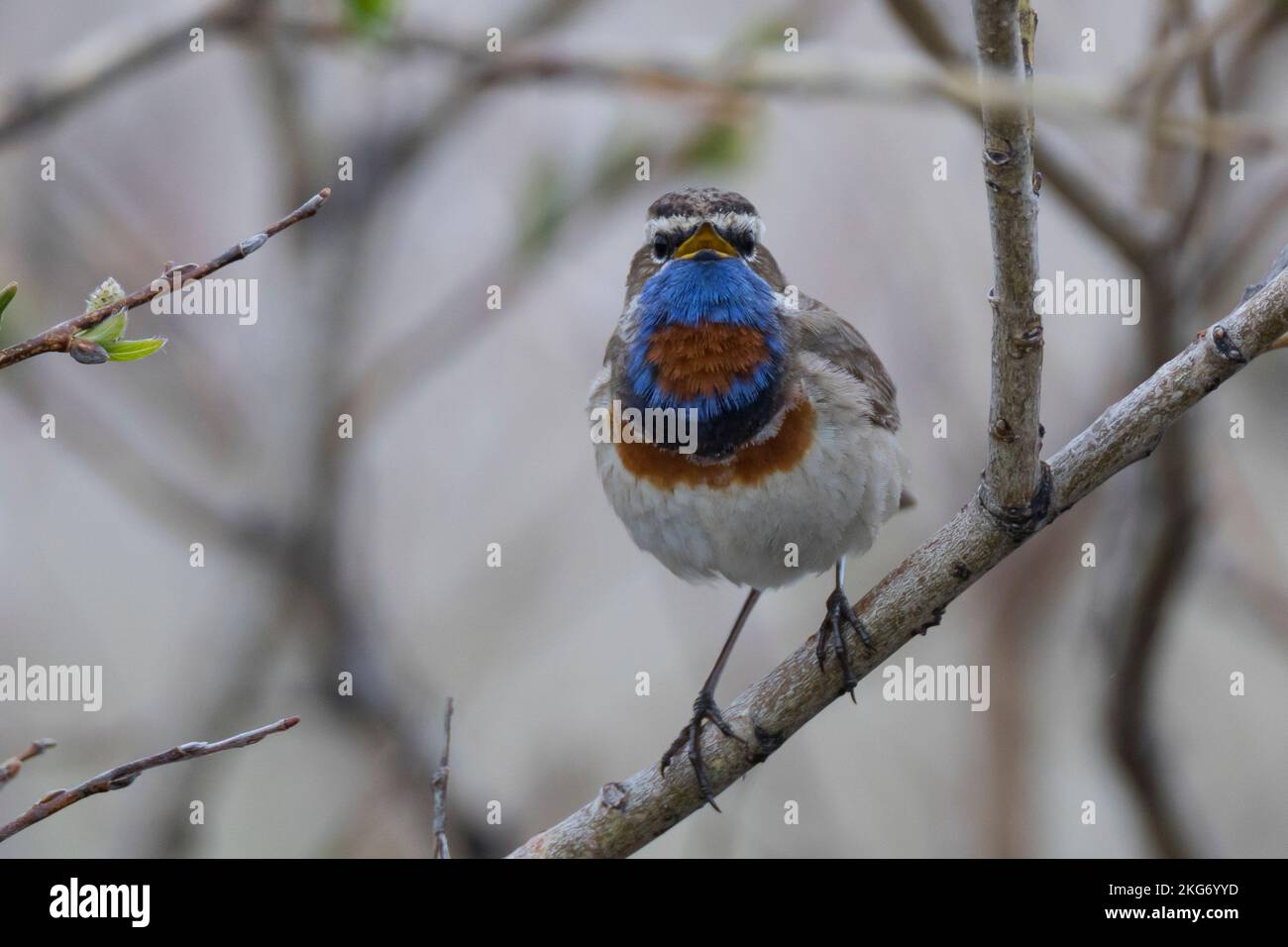 Blaukehlchen, Rotsterniges Blaukehlchen, Männchen, Luscinia svecica ...