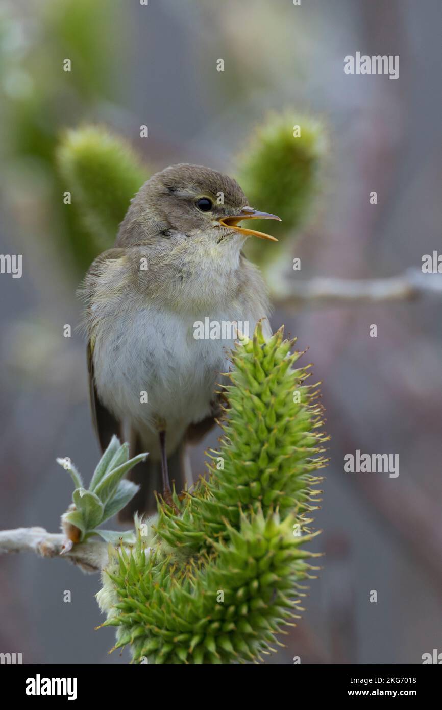 Fitis, Fitis-Laubsänger, Fitislaubsänger, Phylloscopus trochilus ...