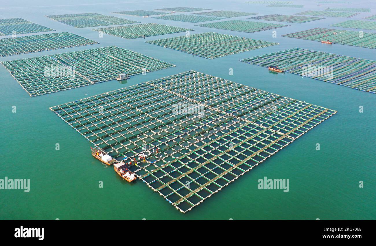 Aerial photos show the workers are busy with mariculture in the cage ...
