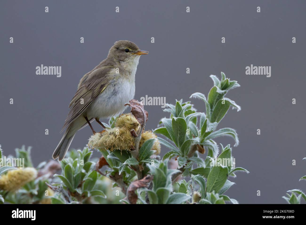 Fitis, Fitis-Laubsänger, Fitislaubsänger, Phylloscopus trochilus ...