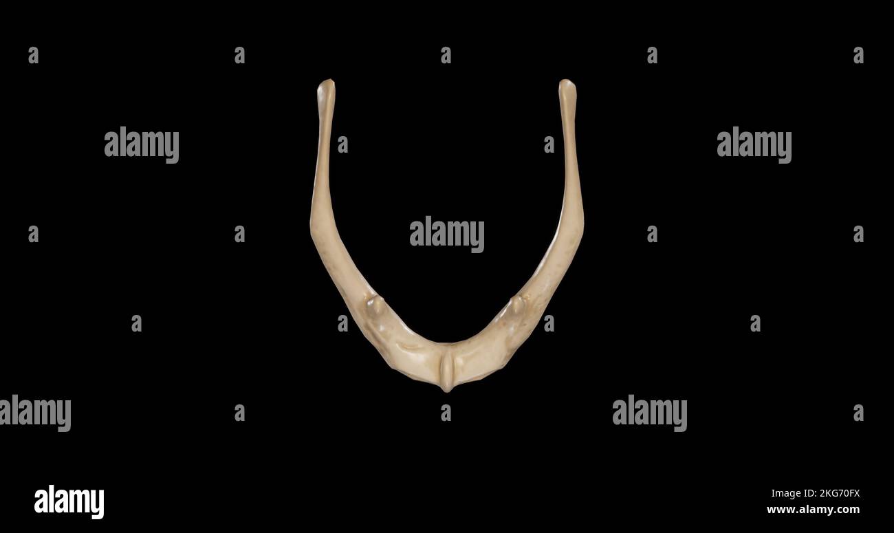 Superior view of Hyoid Bone Stock Photo - Alamy