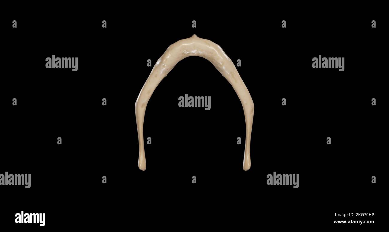 Inferior view of Hyoid Bone Stock Photo - Alamy