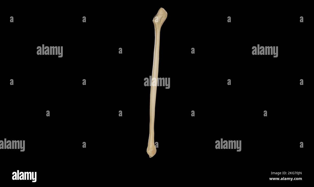 Posterior view of Right Fibula Stock Photo - Alamy