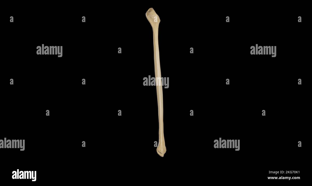 Tibia and fibula hi-res stock photography and images - Alamy