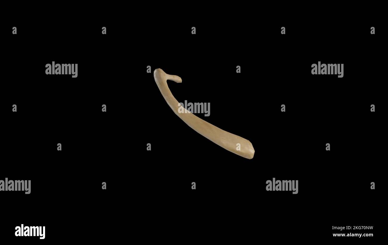 Lateral View of Right First Rib Stock Photo - Alamy