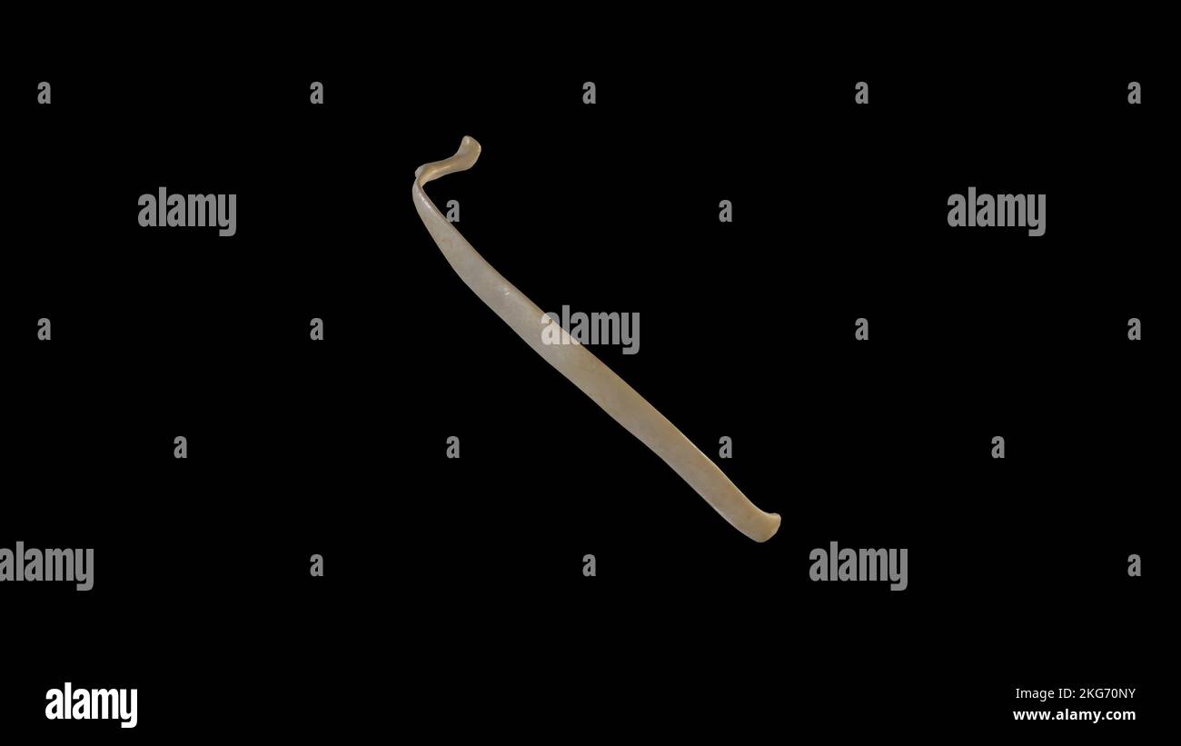 Lateral View of Right Ninth Rib Stock Photo - Alamy