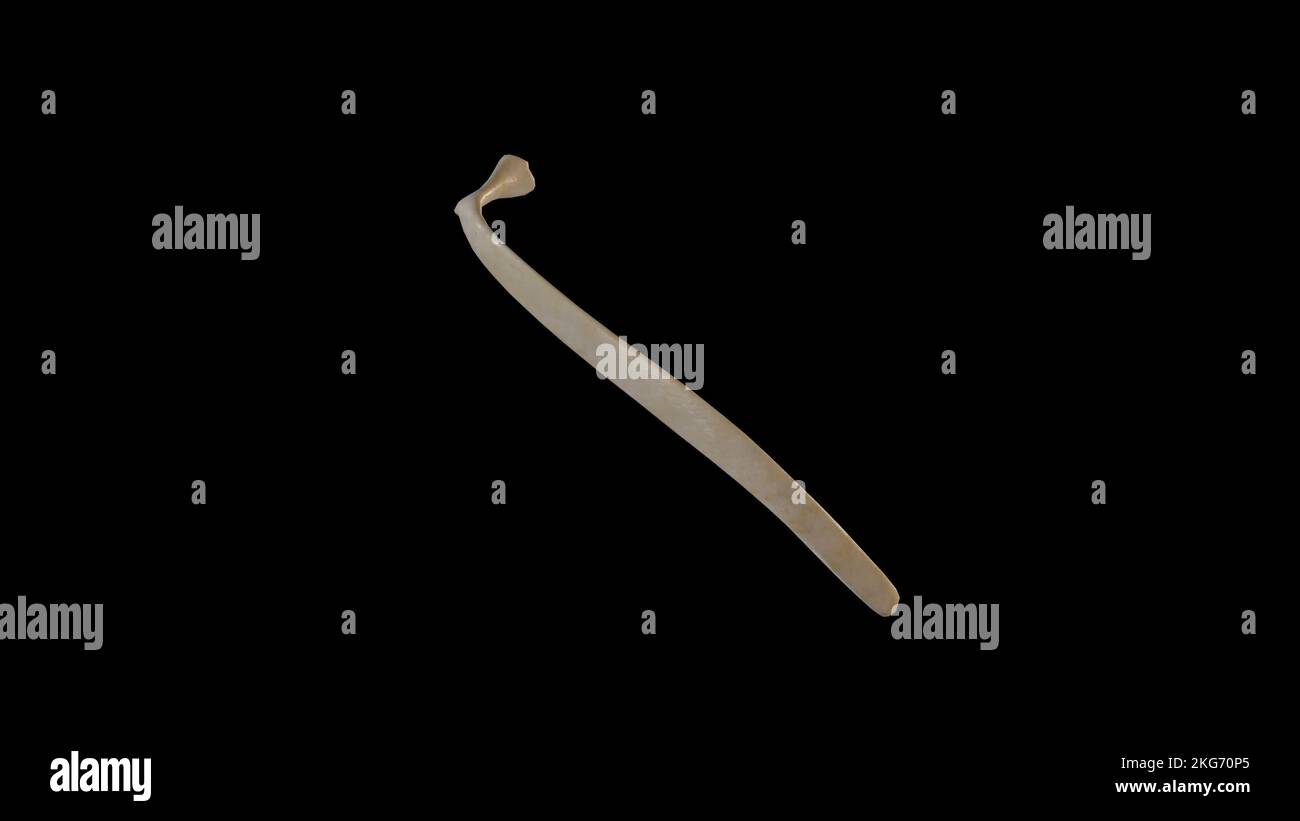 Lateral View of Right Tenth Rib Stock Photo - Alamy
