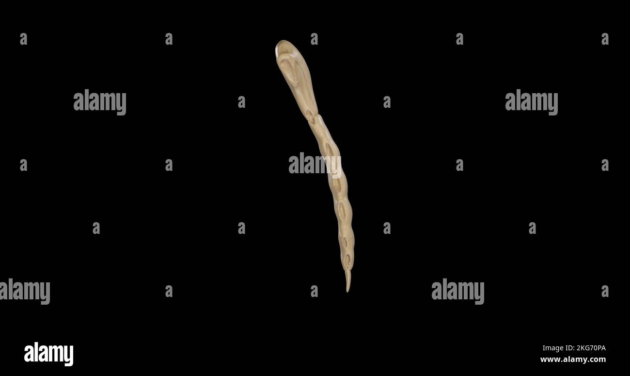 Articulation with the sternum hi-res stock photography and images - Alamy