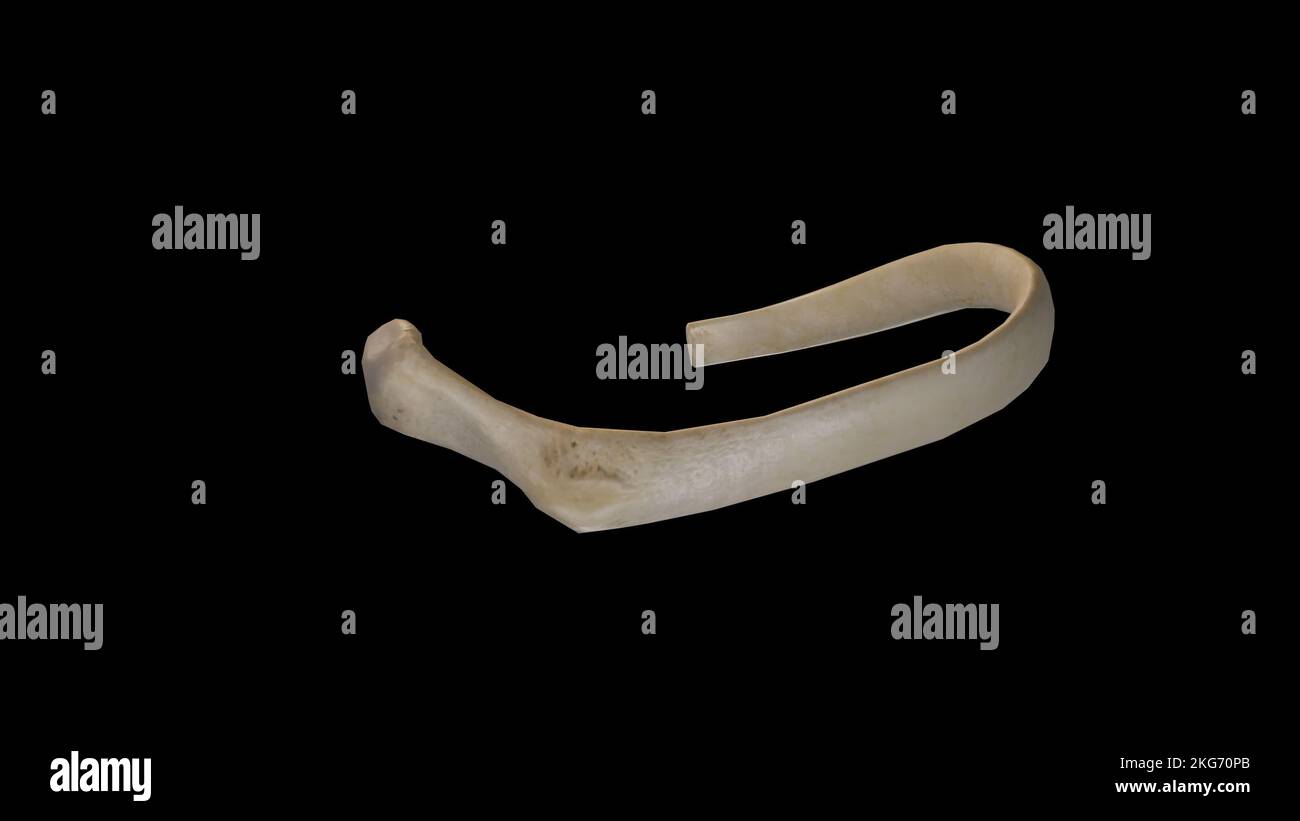 Posterior view of Right Eighth Rib Stock Photo - Alamy