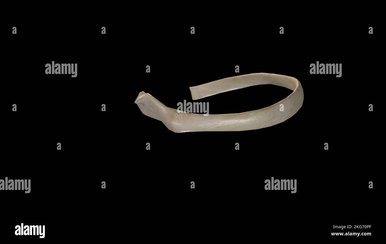 Posterior view of Right Fifth Rib Stock Photo - Alamy