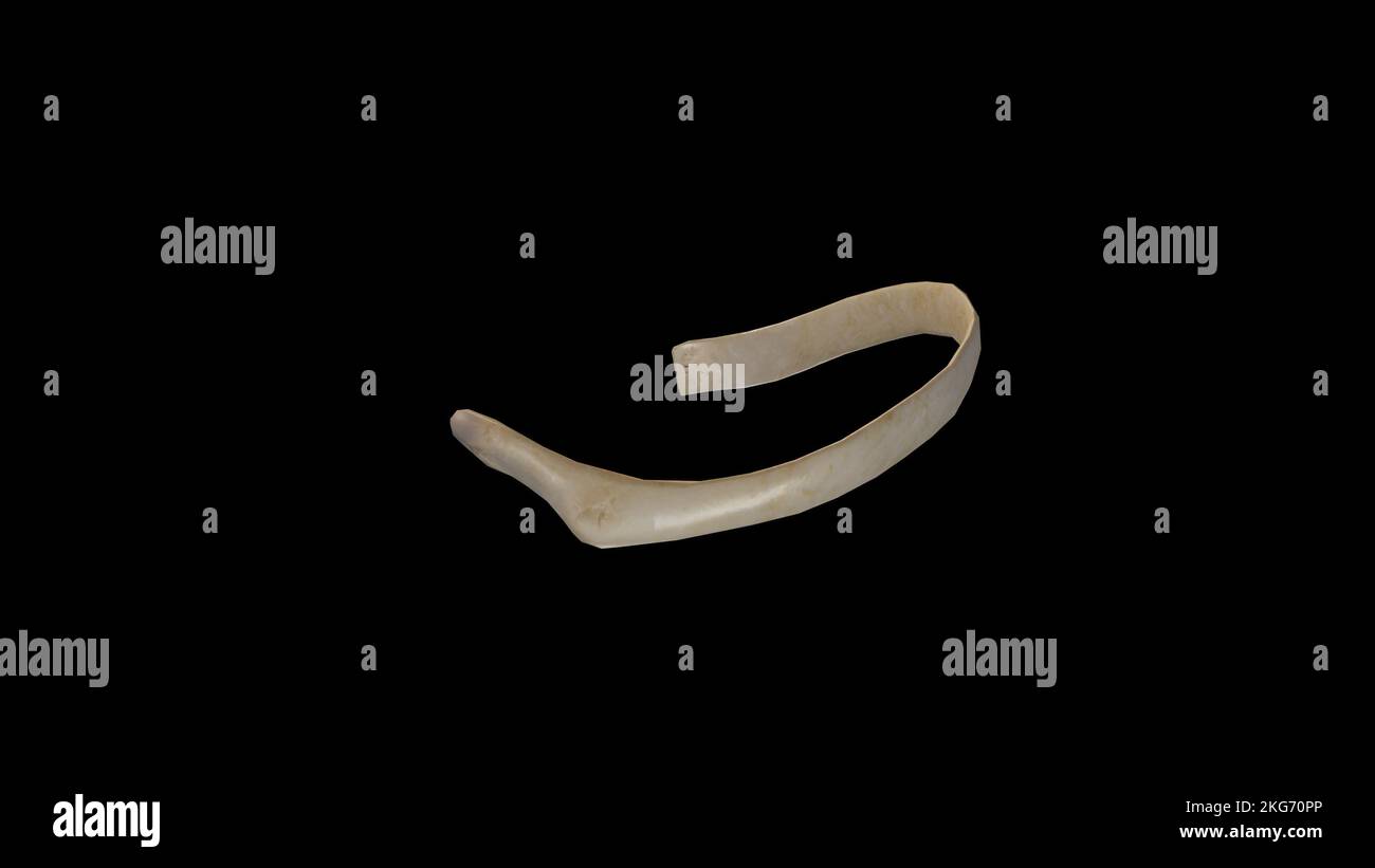 Posterior view of Right Seventh Rib Stock Photo - Alamy